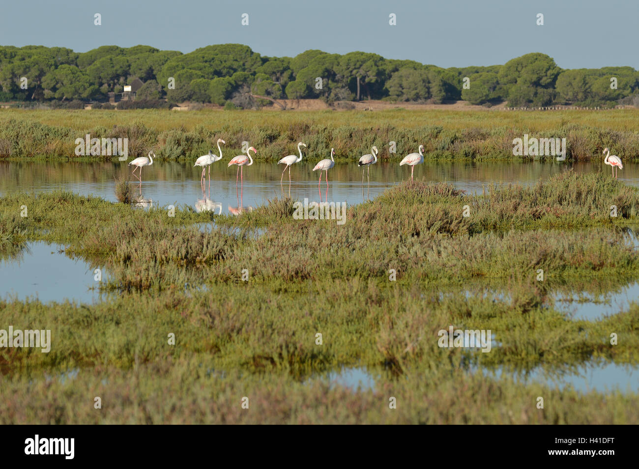 landscape of birds and marshes in the salt Stock Photo - Alamy