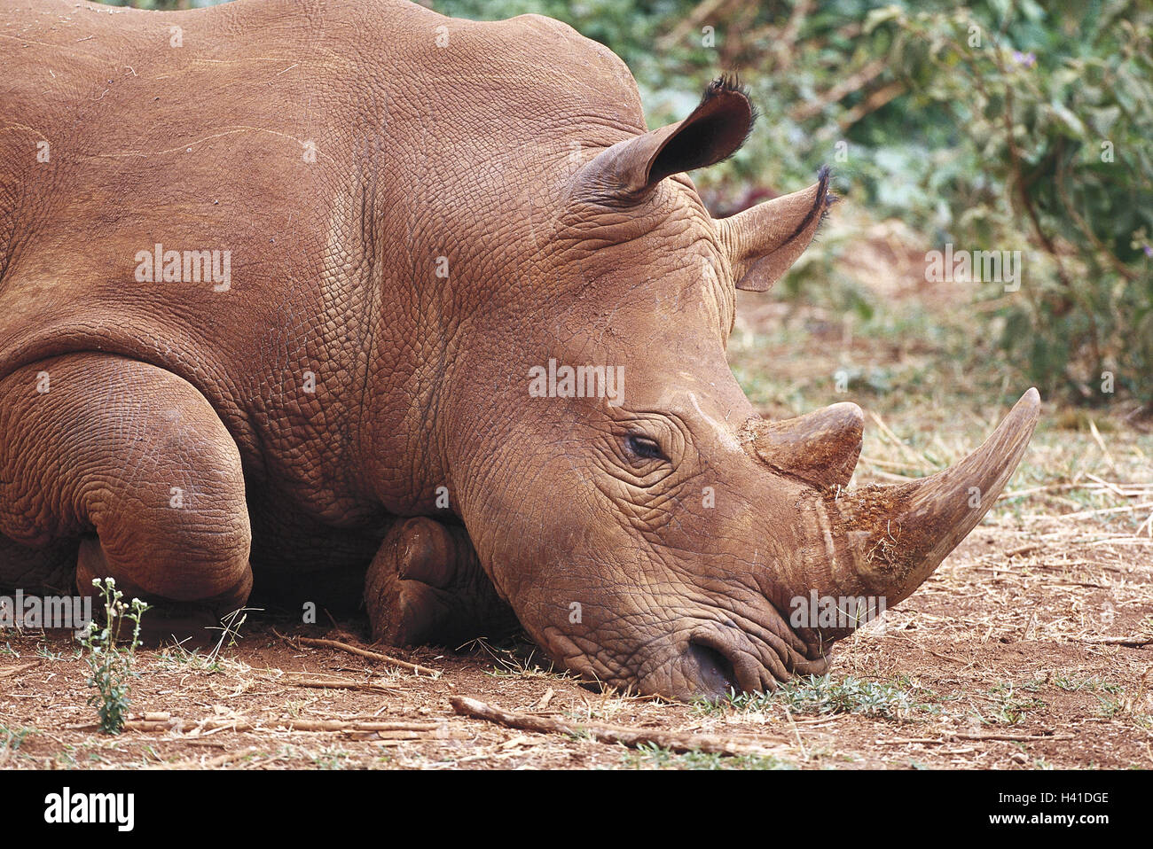 Steppe, wide mouth rhinoceros, Ceratotherium simum, tread, nature ...