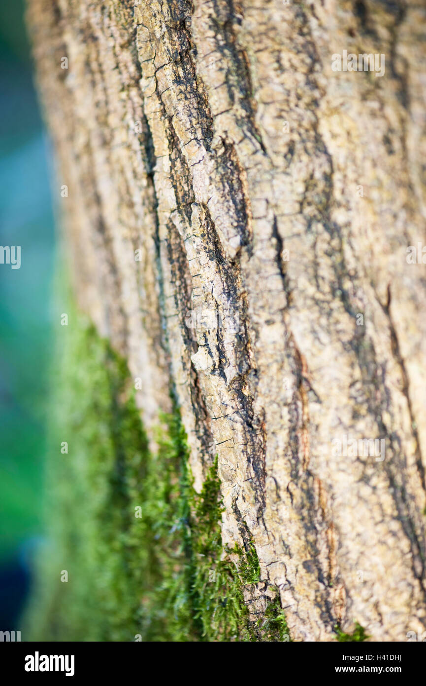 Gnarly moss covered tree trunk Stock Photo - Alamy