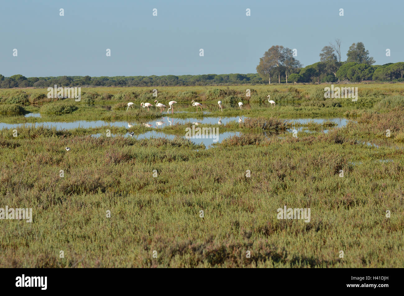 landscape of birds and marshes in the salt Stock Photo - Alamy