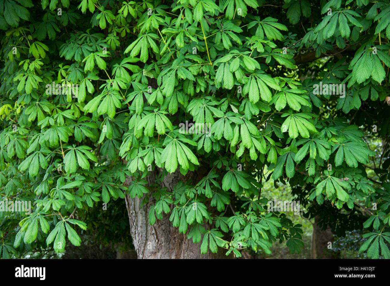 Horse chestnut bark and leaves hi-res stock photography and images - Alamy