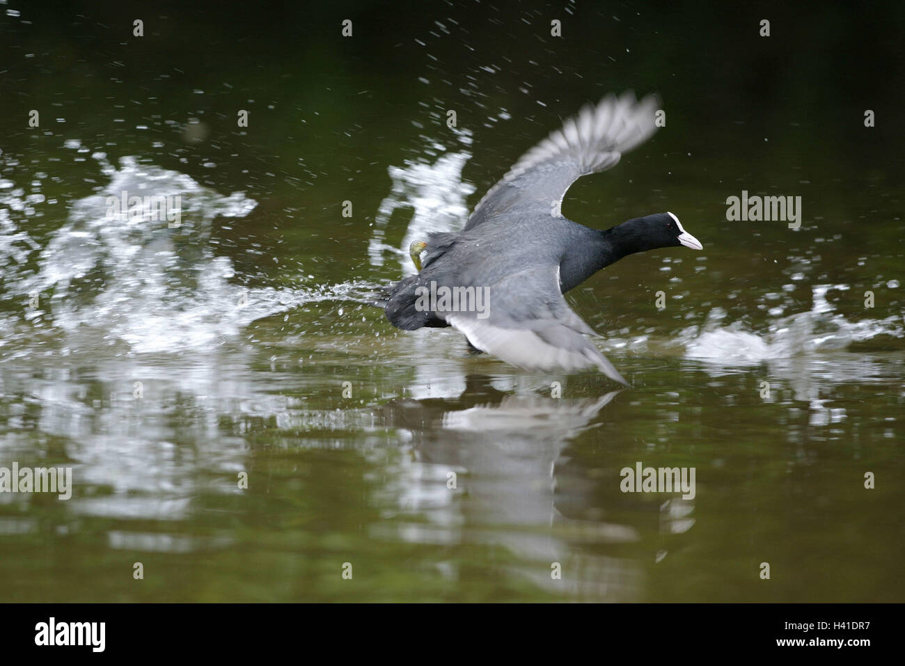Lakes, coot, Fulica atra, flight, start, animals, animal, wild animals ...