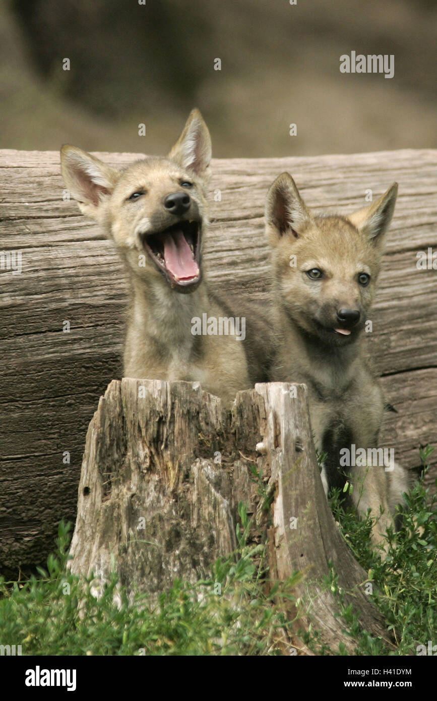 Enclosure, tree stump, grey wolves, Canis lupus, puppies, animals, wild ...