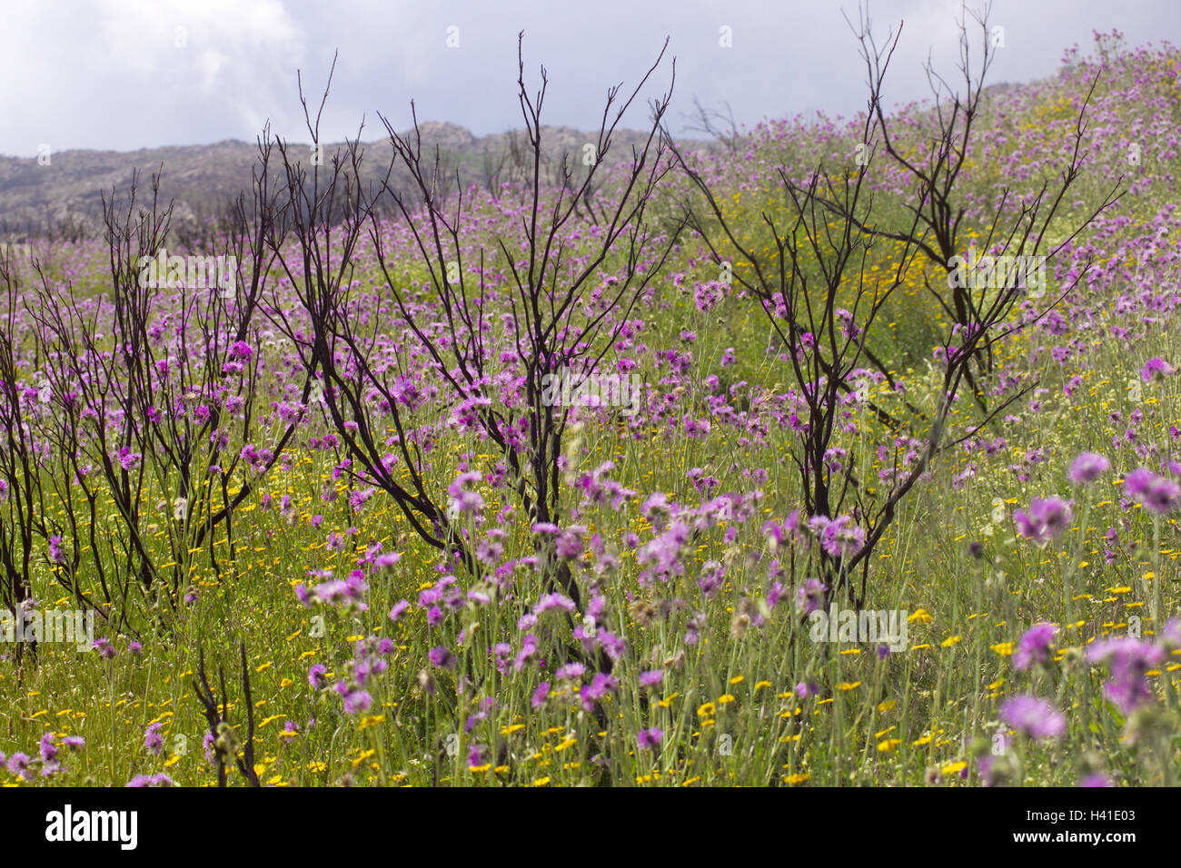 Italy, island Elba, mountain landscape, meadow, flowers, shrubs ...