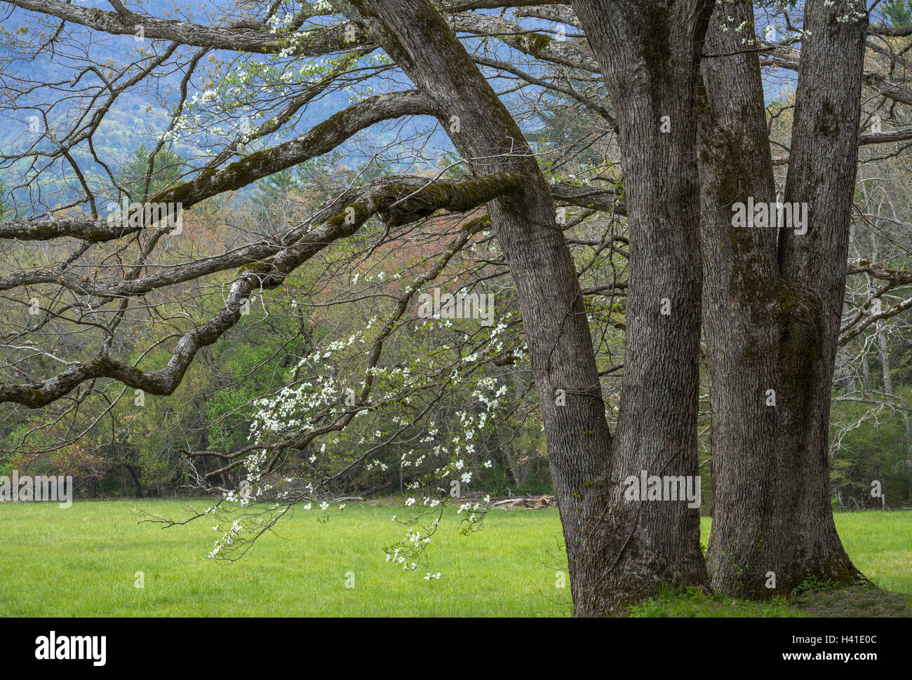 Dogwood tree in smoky mountains hi-res stock photography and images - Alamy