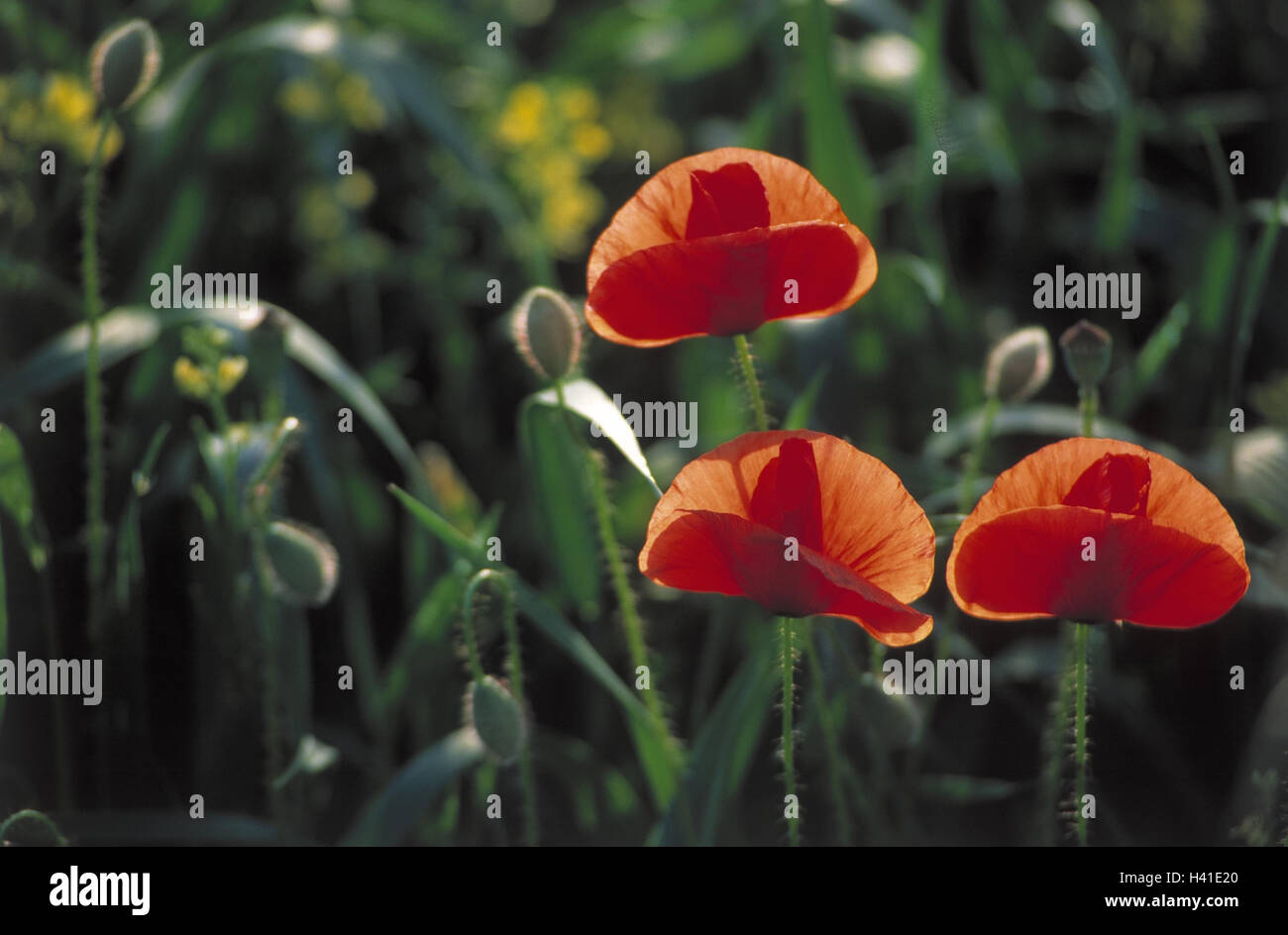 Meadow, clap poppy seed, Papaver rhoeas plants, flowers, poppy seed ...