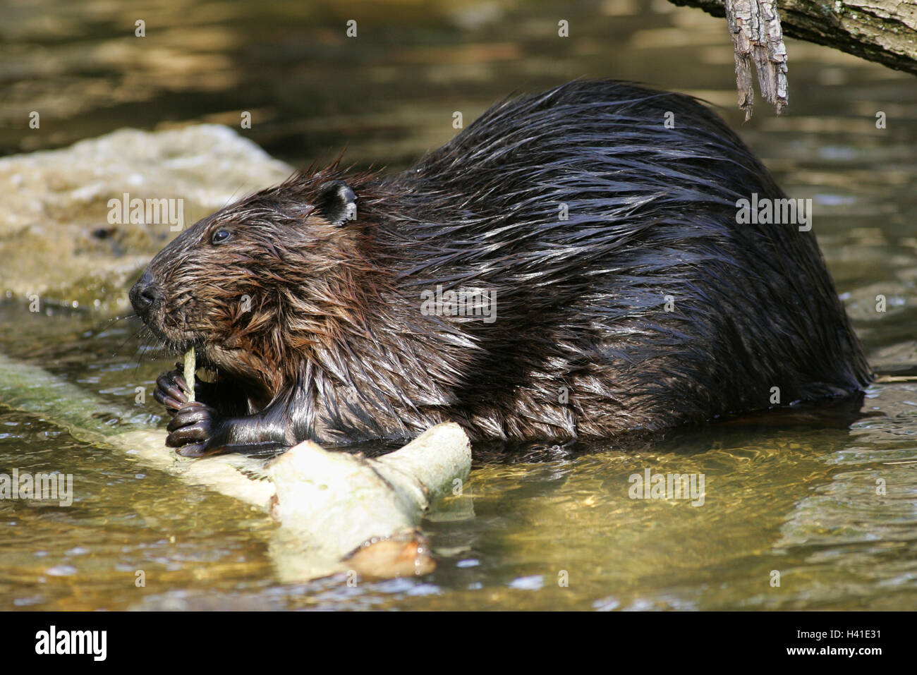 Zoo, brook, Canadian beavers, Castor, canadensis, eat, animals, animal ...