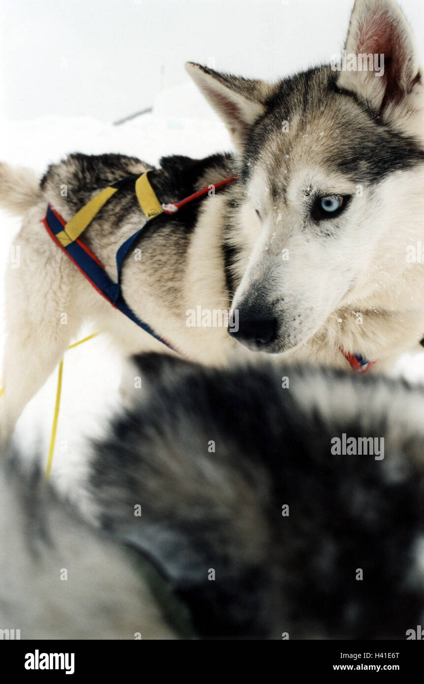 Snow, husky, train dishes, detail, animals, animal, mammal, mammals ...