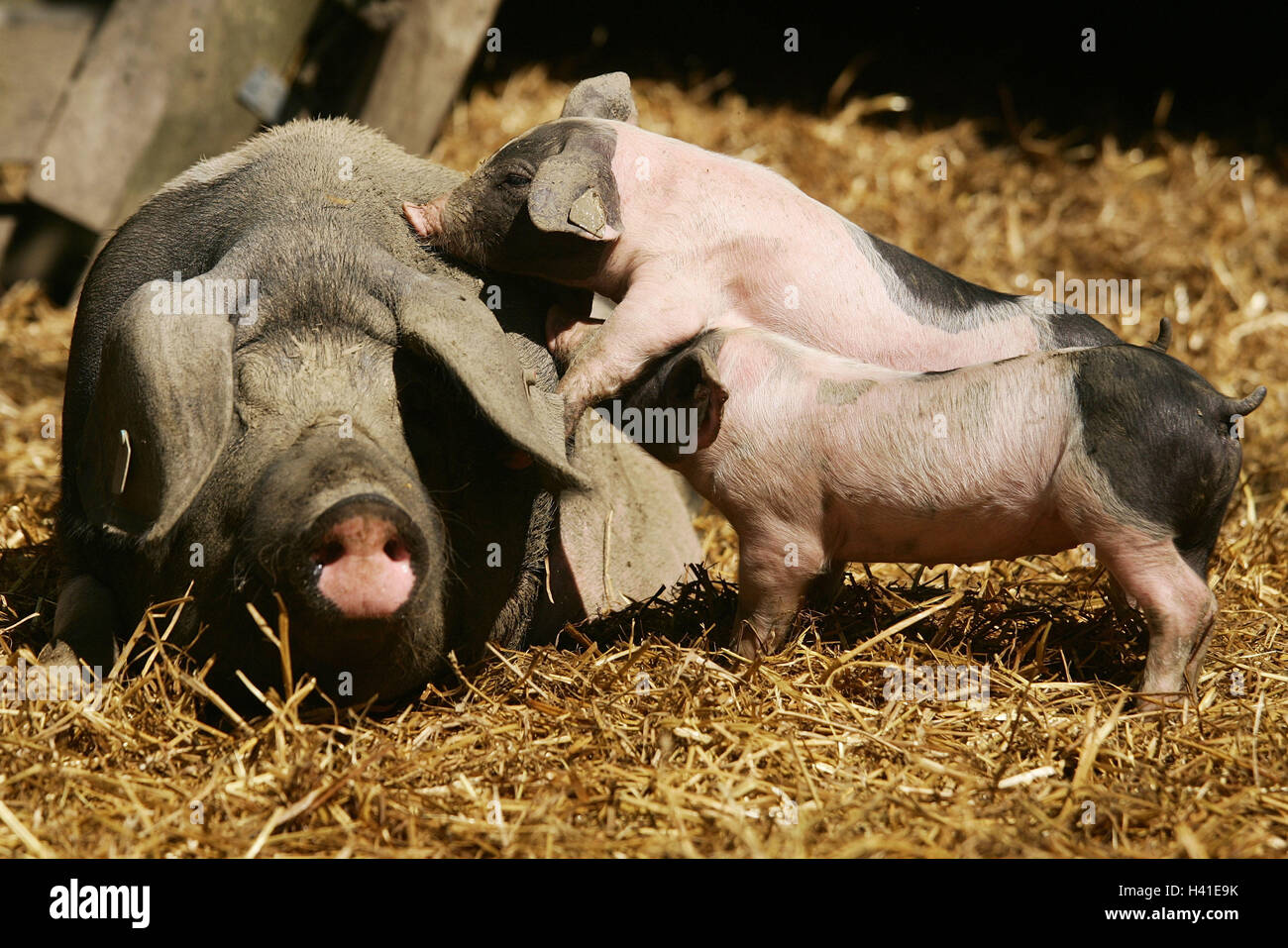 Zoo, stable, sound broad pigs, sow, piglet, enclosure, animal park ...