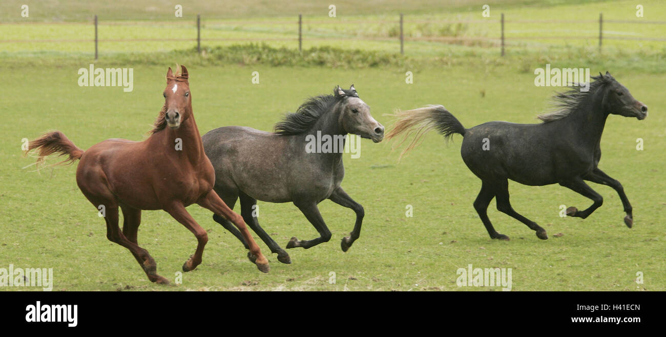 Meadow, horses, Arabs, three, gallop, animals, mammals, uncloven-hoofed ...