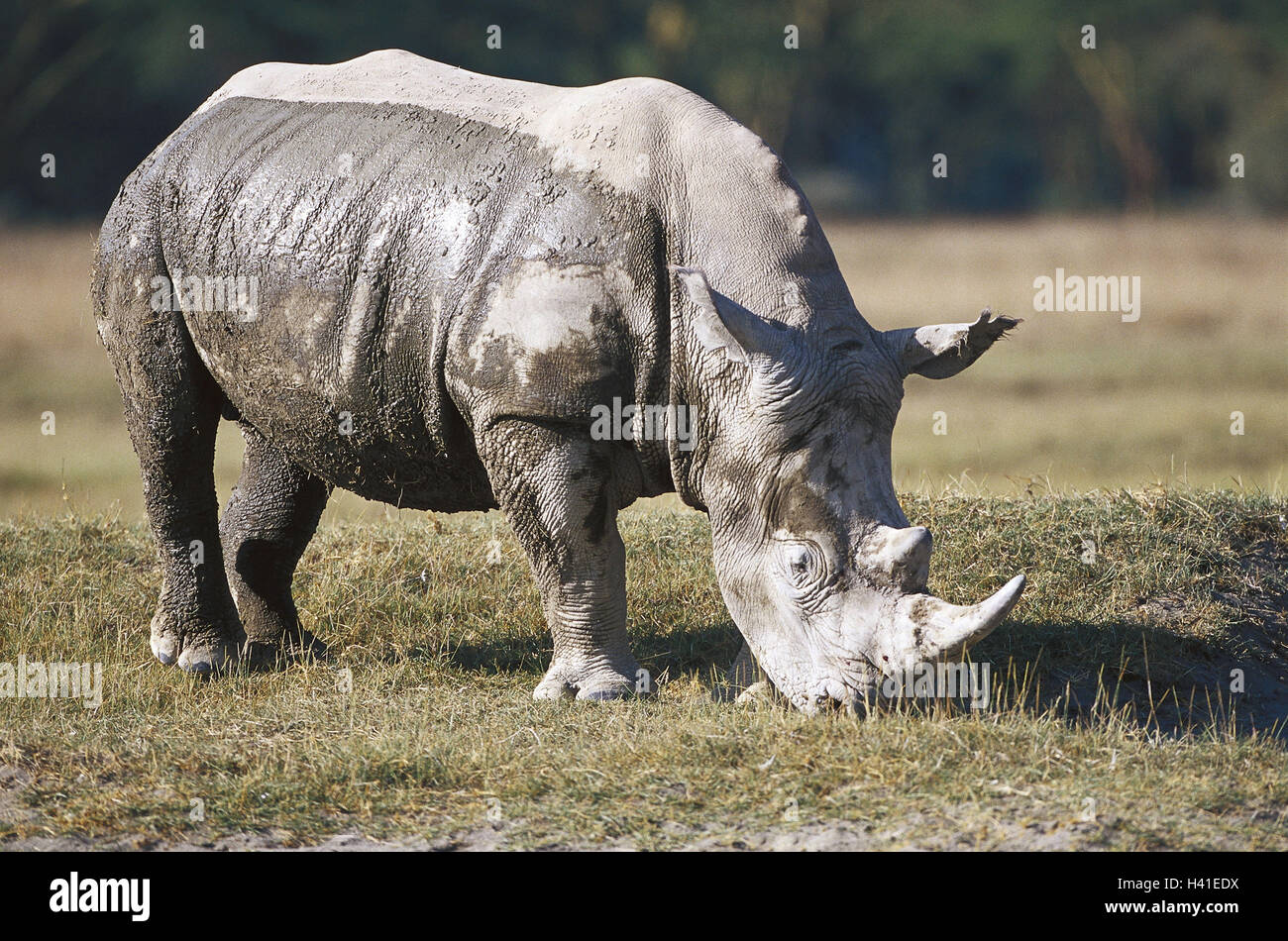 Steppe, wide mouth rhinoceros, Ceratotherium simum, wet, nature ...