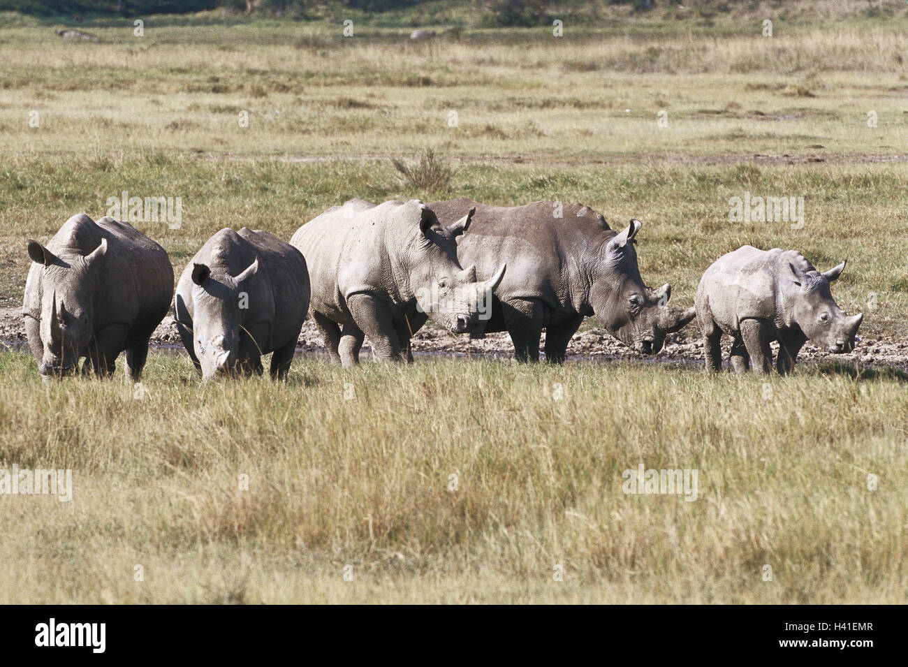 Steppe, wide mouth rhinoceroses, Ceratotherium simum, focuses, nature ...