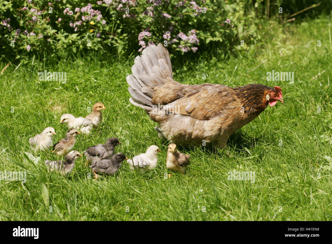 Run_after hi-res stock photography and images - Alamy