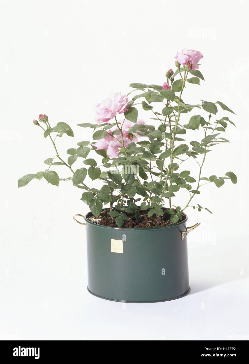 Flowering pot plant, rose, blossoms, pink flowerpot, potted plant ...