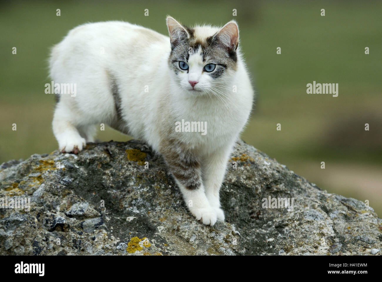 Of bile, house cat, stand, watchfulness, animals, animal, mammals ...