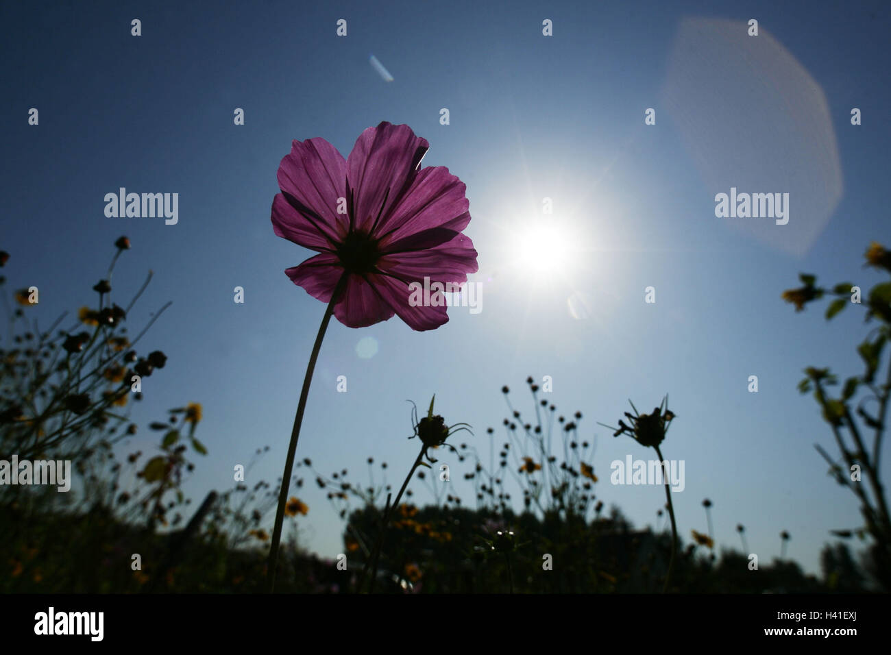 Meadow, Kosmeen, Cosmos bipinnatus, detail, blossoms, pink, from below ...