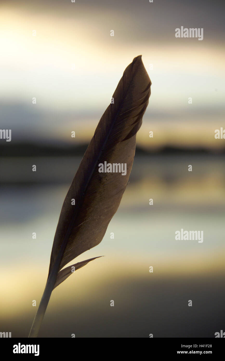 Lakeside, silhouette, bird's feather, evening mood, feather, sundown ...