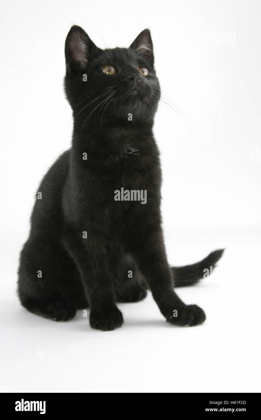 Attention cat hi-res stock photography and images - Alamy