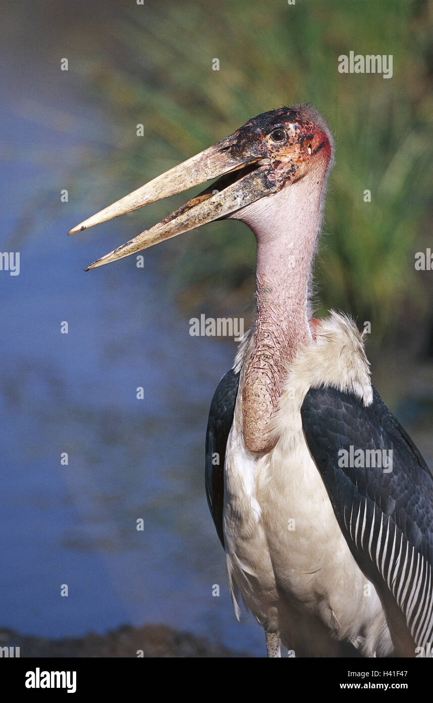 Goiter stork hi-res stock photography and images - Alamy