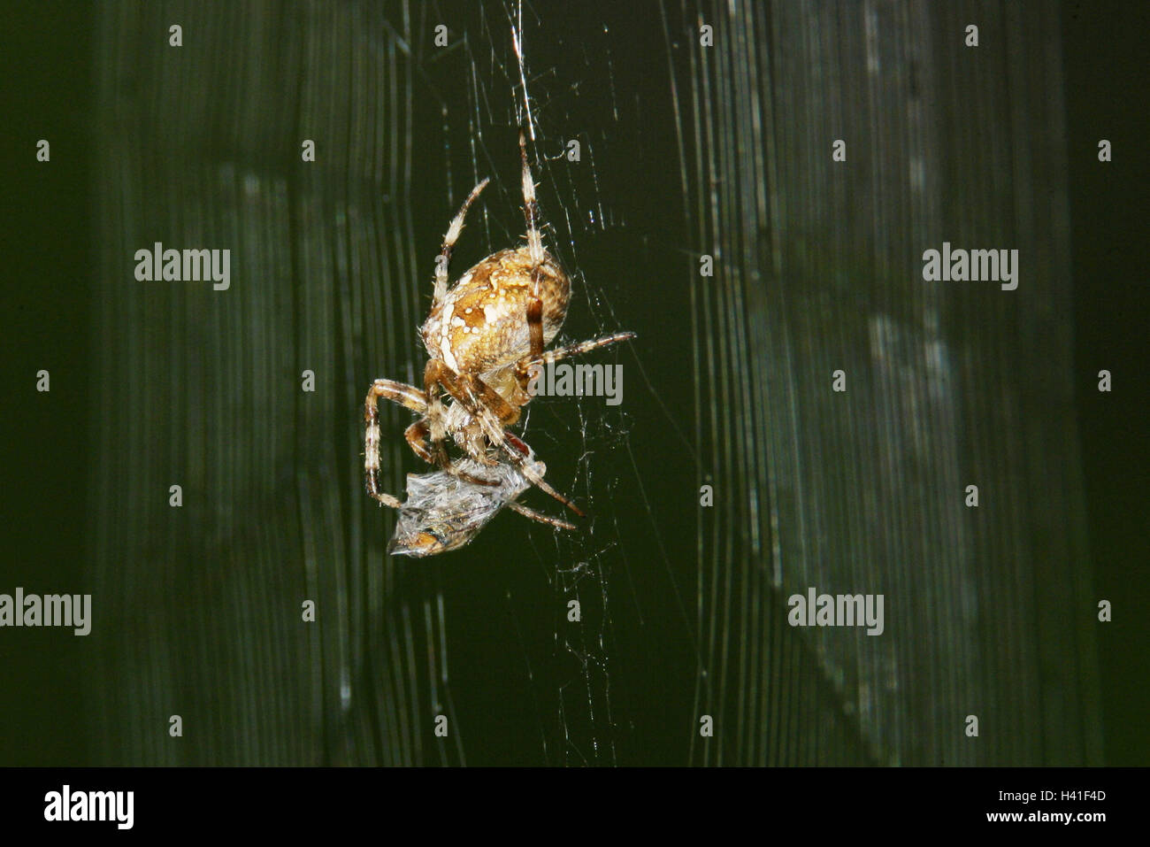 Spinning network, garden spider, Araneus diadematus, prey, spin of a ...