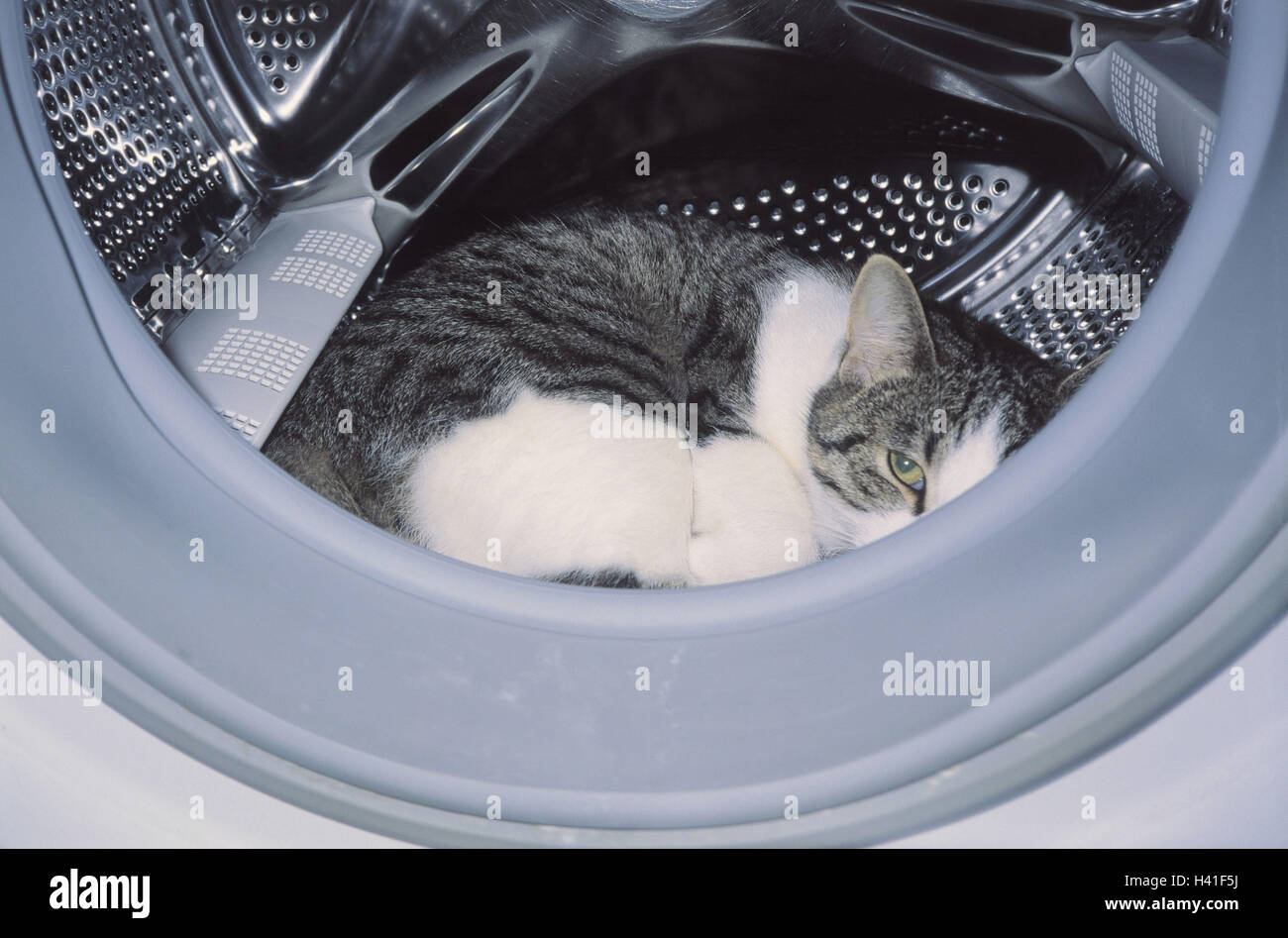 Tumble driers, cat, lie, hide, danger collision, household, animals ...