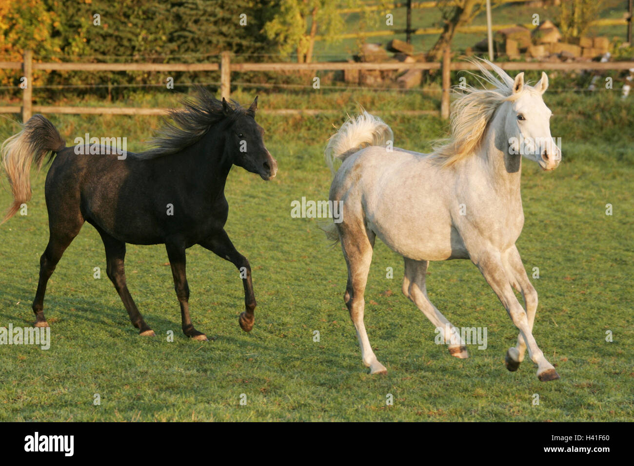 Different species of animals hi-res stock photography and images - Alamy
