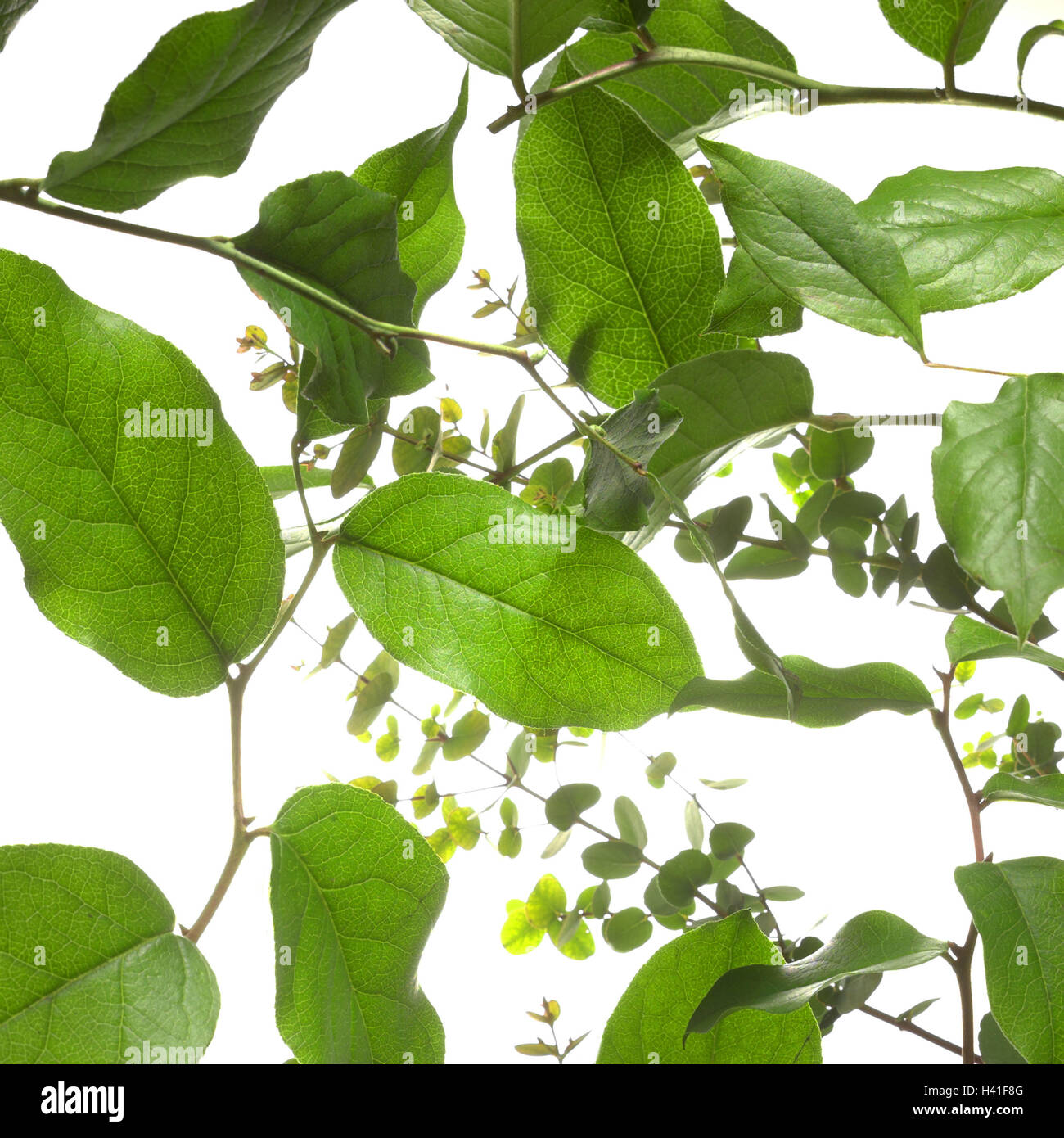 Forks, detail, leaves, green, potpourri, plants, branch, leaves ...