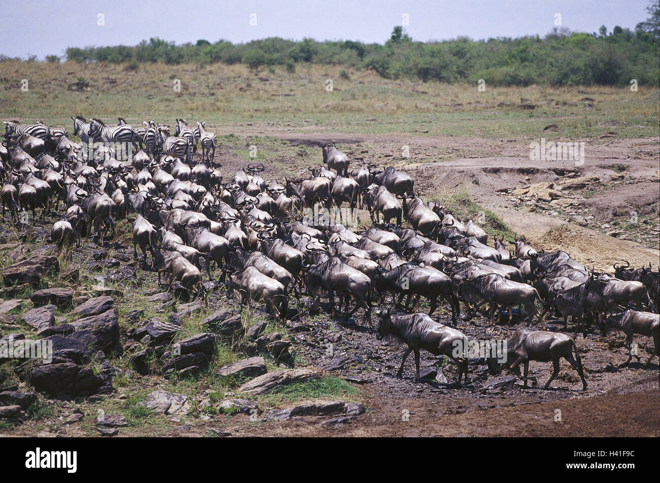 Mud hole, white beard gnus, Connochaetes taurinus, focuses, zebras ...