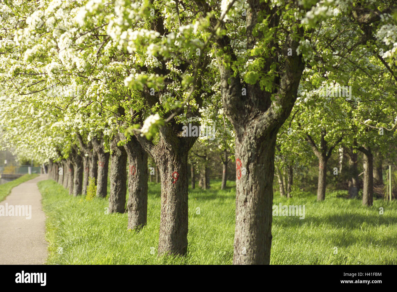 Footpath, fruit-tree plantation, trees, numbers, spring, way, meadow ...