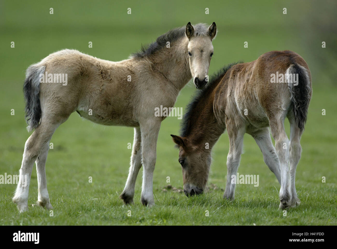Meadow, Haflingerfohlen, two, eat, belt, animals, mammals, uncloven ...