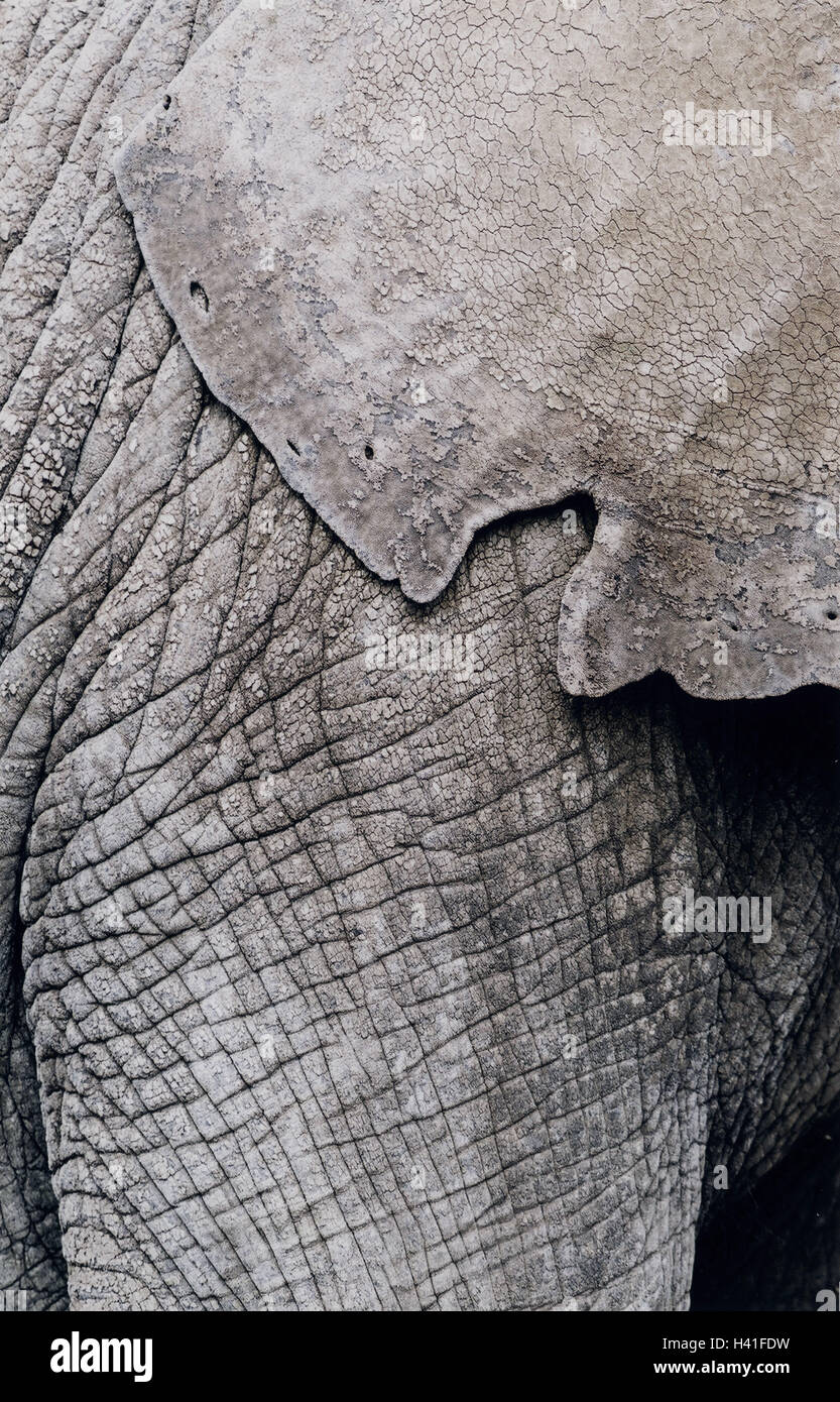 Zoo, African elephant, Loxodonta africana, close up, animal world ...