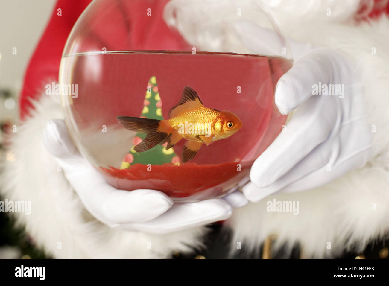 Goldfish christmas hi-res stock photography and images - Alamy