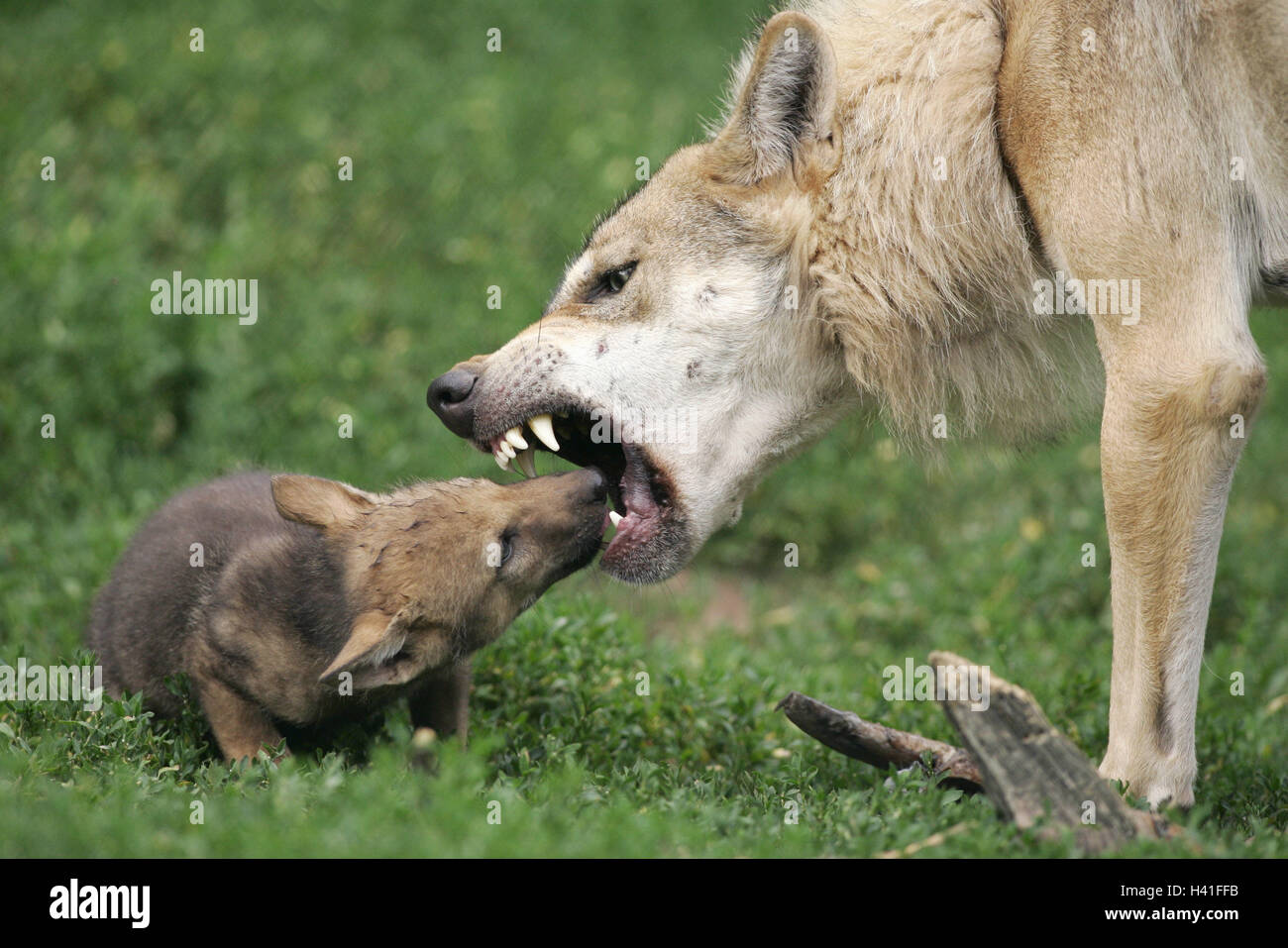 Enclosure, grey wolves, Canis lupus, mother animal, puppy, animals ...