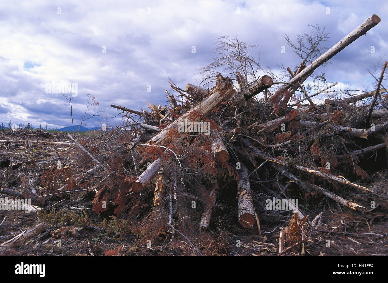 Wood, clearing, trunks, branches, accumulated, woodland, cleared, trees ...