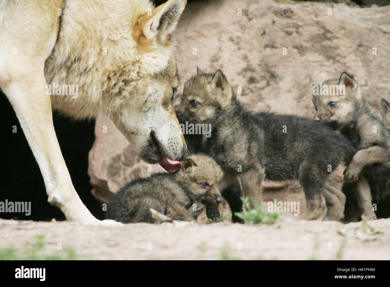Enclosure, grey wolves, Canis lupus, mother animal, puppy, animals ...