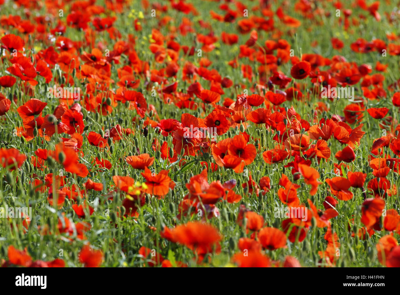 Meadow, clap poppy seed, Papaver rhoeas, blossom, flower meadow, clap ...