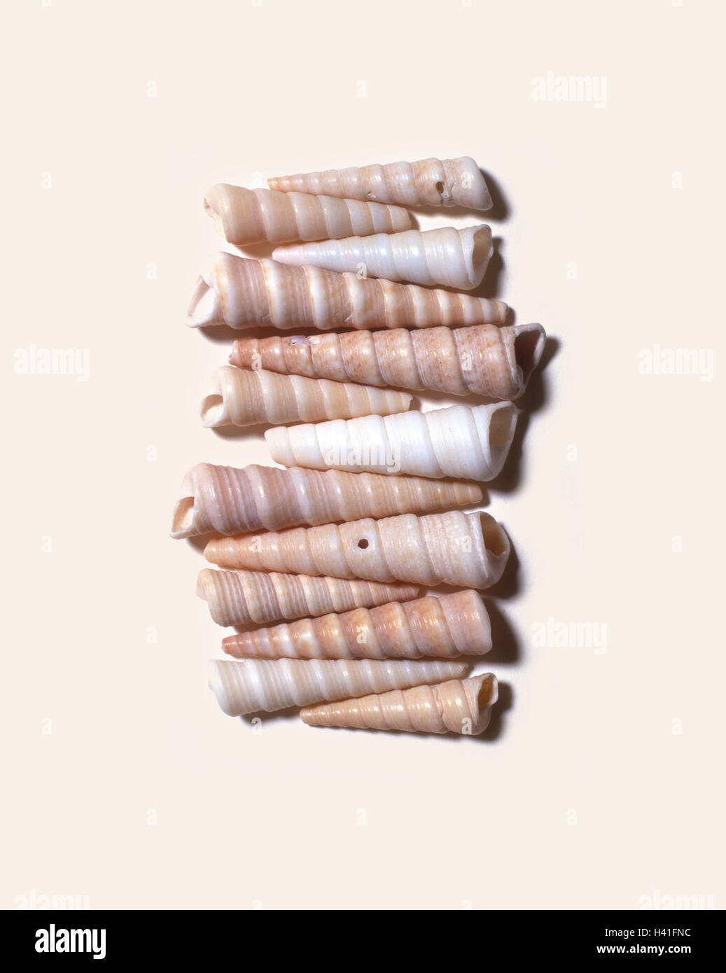 Flotsam and jetsam, whelks, Turritellidae, mussels, escargot houses ...