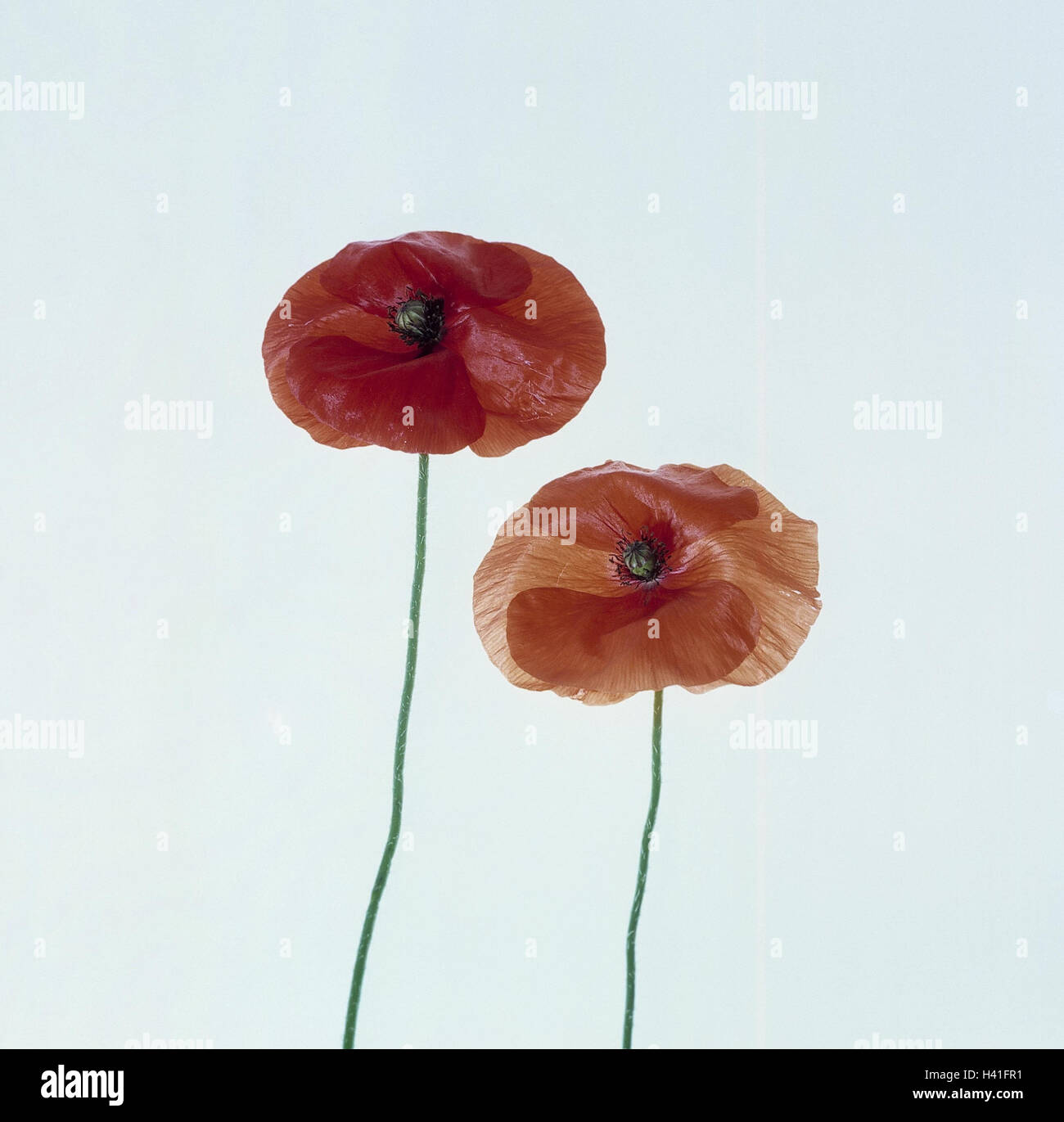 Clap poppy seed, Papaver spec., plants, flowers, poppy seed, poppies ...