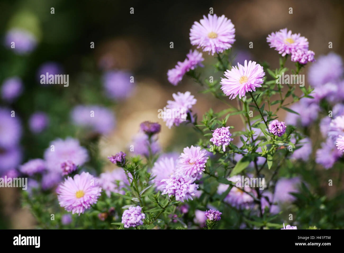 Aster dumosus hybrids hi-res stock photography and images - Alamy