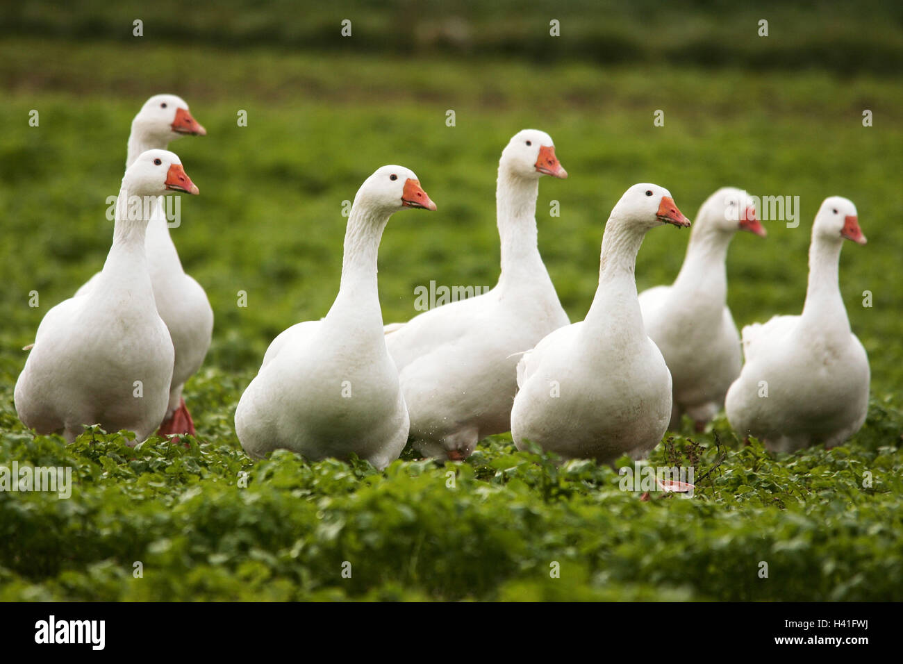 Meadow, house geese, motion, animals, birds, goose's birds, benefit ...