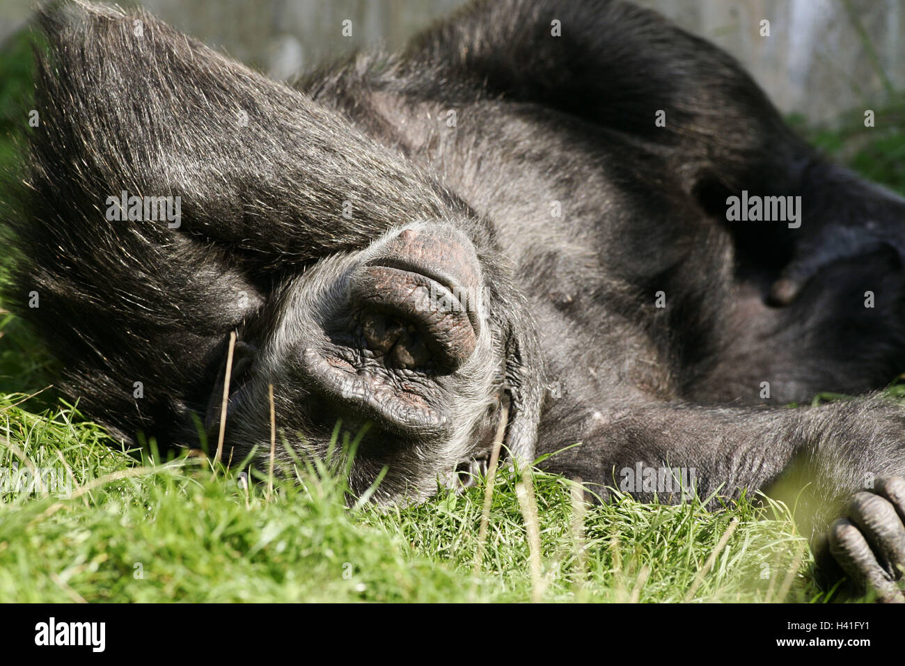 Sleeping Wild Animals