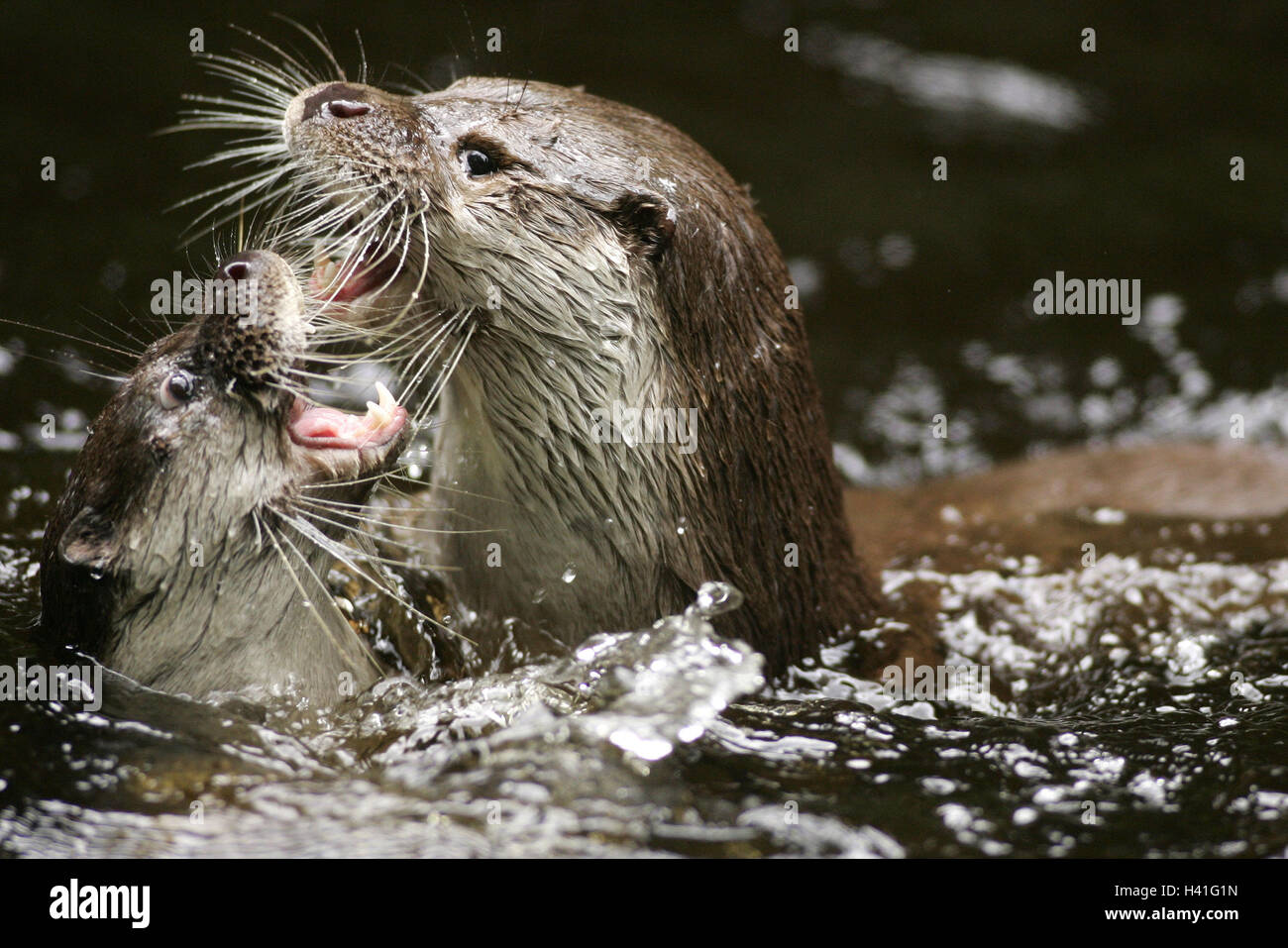 Lake, otter, Lutra lutra, two, water, fight, animal world, Wildlife ...