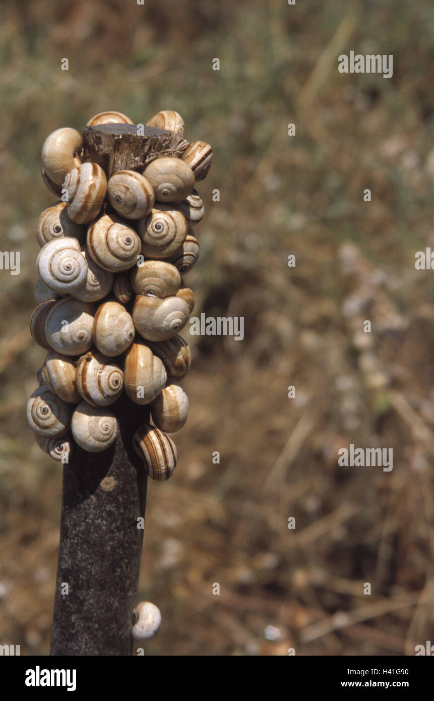 Sicily escargot hi-res stock photography and images - Alamy