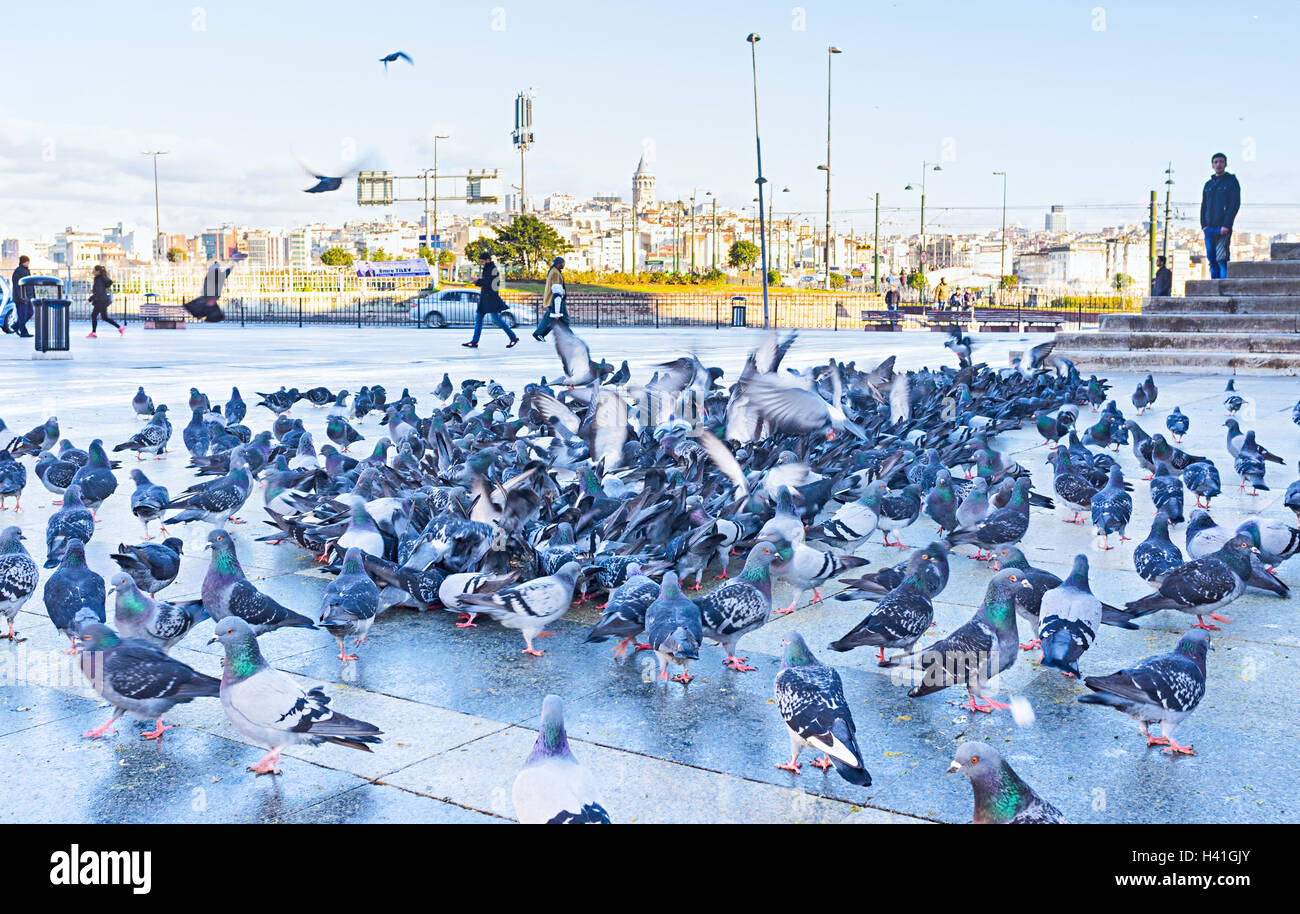 The flock of pigeons eating grains next to Yeni Cami mosque in Istanbul ...