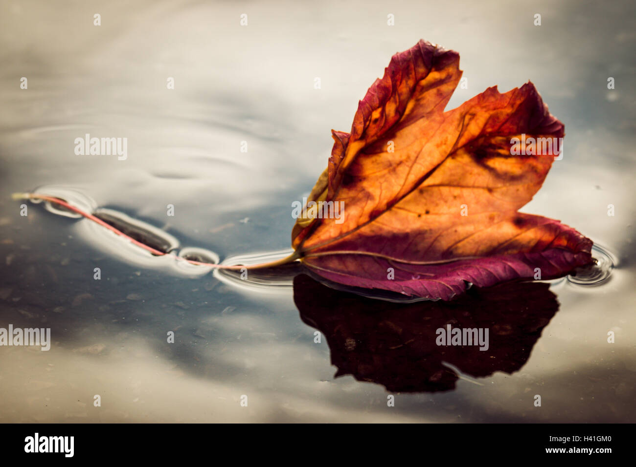 Fall tree reflection water hi-res stock photography and images - Alamy