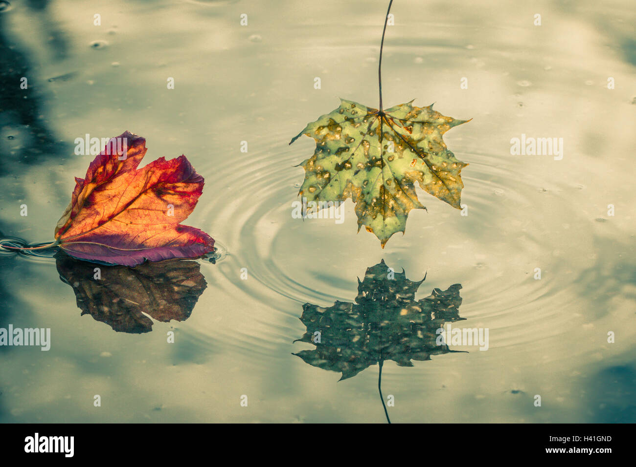 Tree dead reflection water hi-res stock photography and images - Alamy