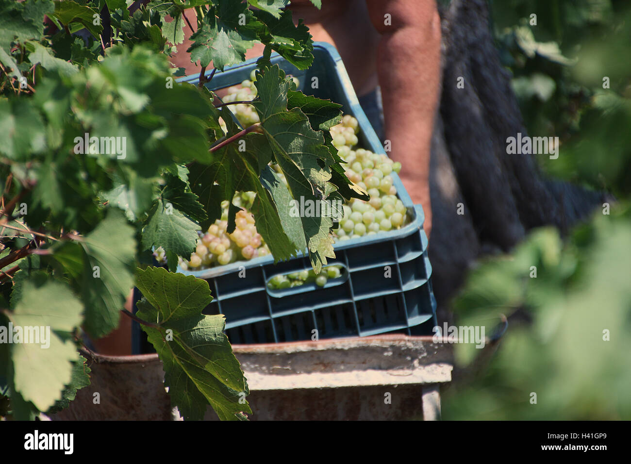 Real grapes hi-res stock photography and images - Alamy