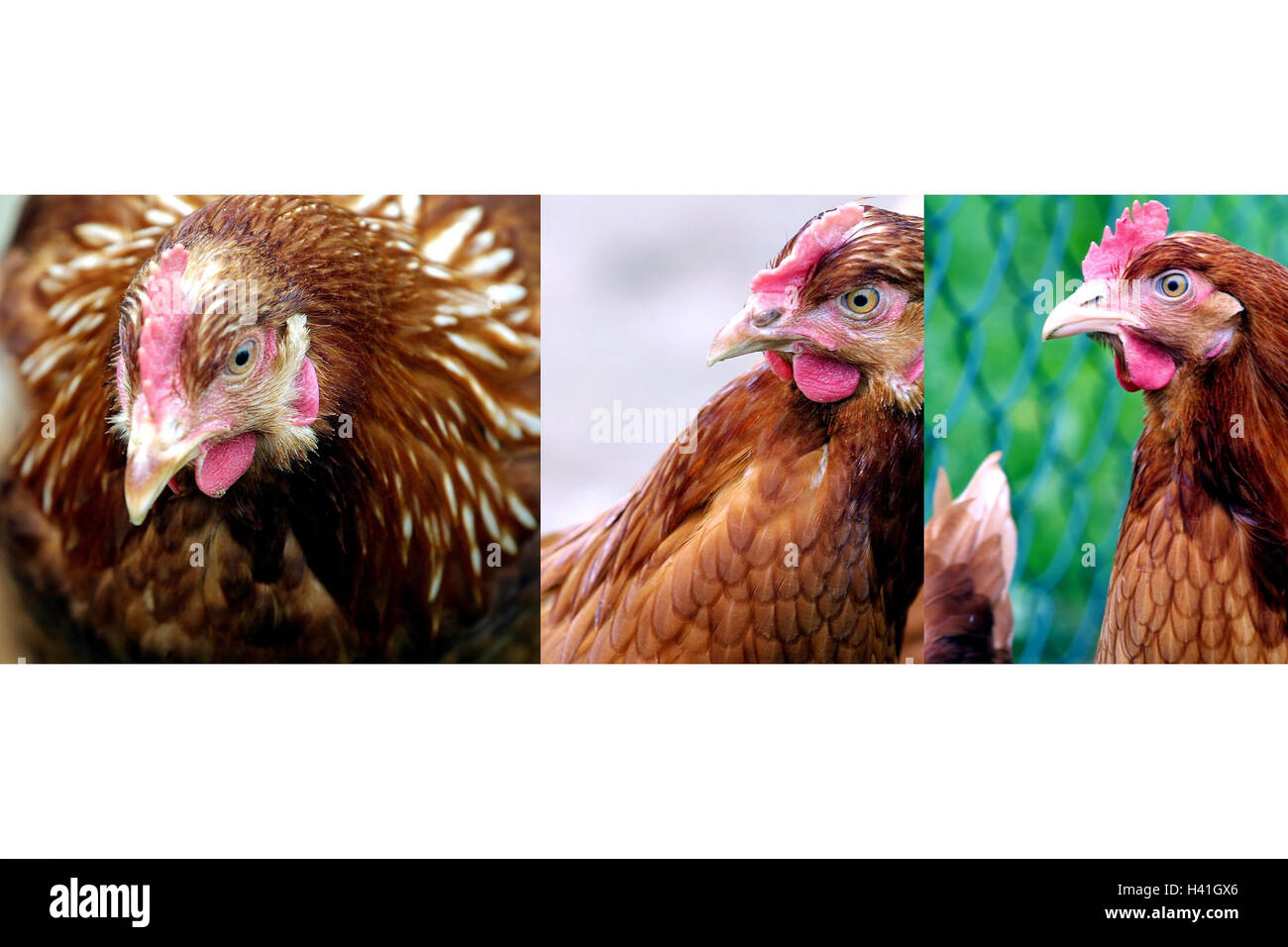 Collage, house chicken, portrait, animals, animal, birds, bird, benefit ...