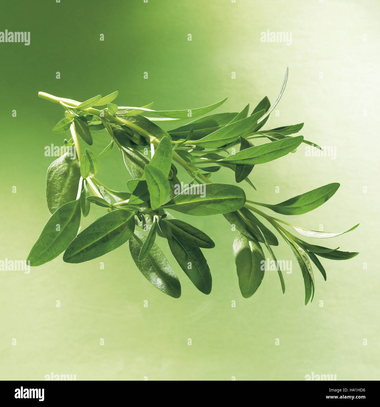 Hyssop, Hyssopus officinalis, branch, leaves, Isop, herbs, Josefskraut ...