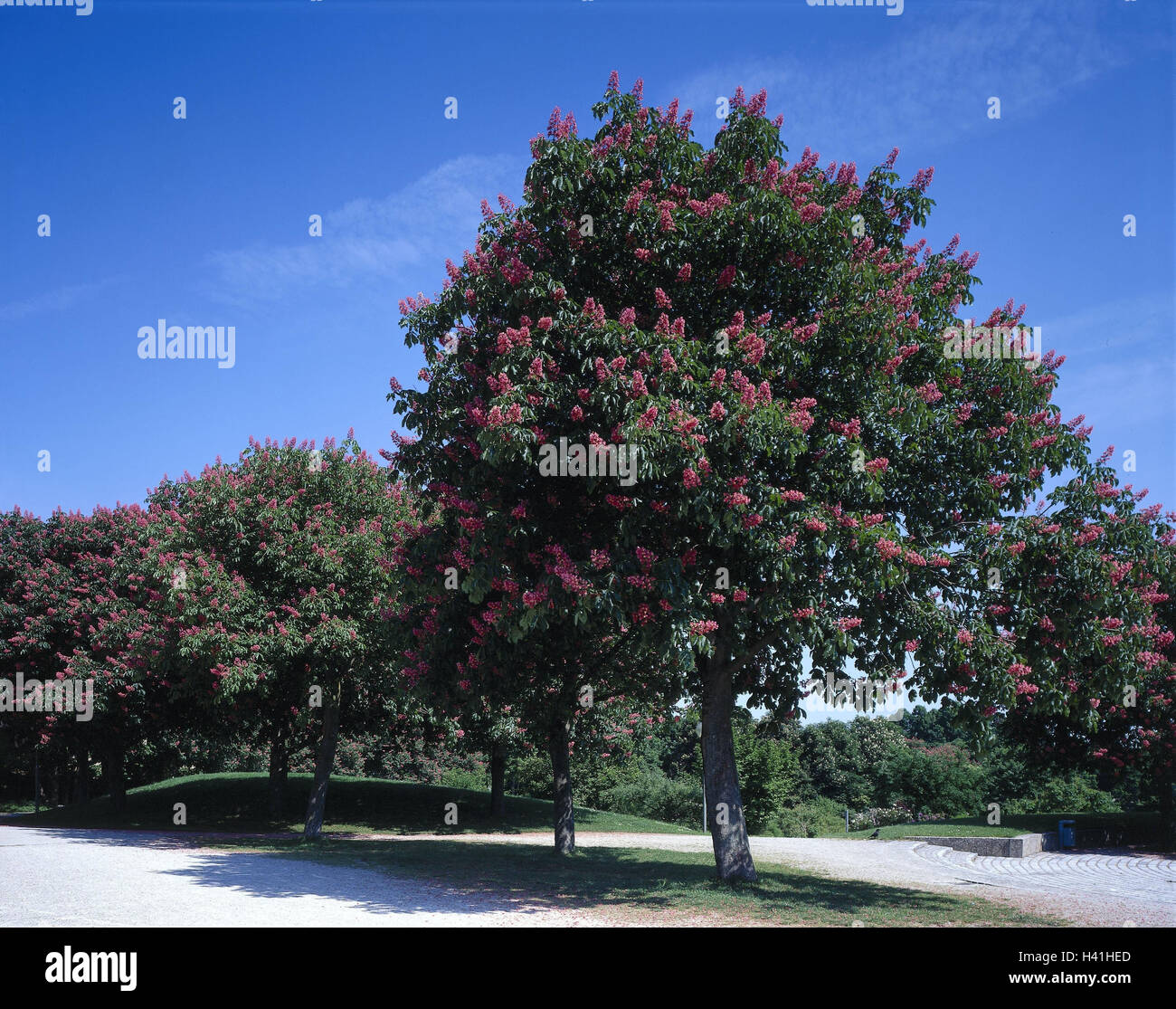 Germany, Bavaria, Munich, west park, red-blossoming horse chestnuts ...